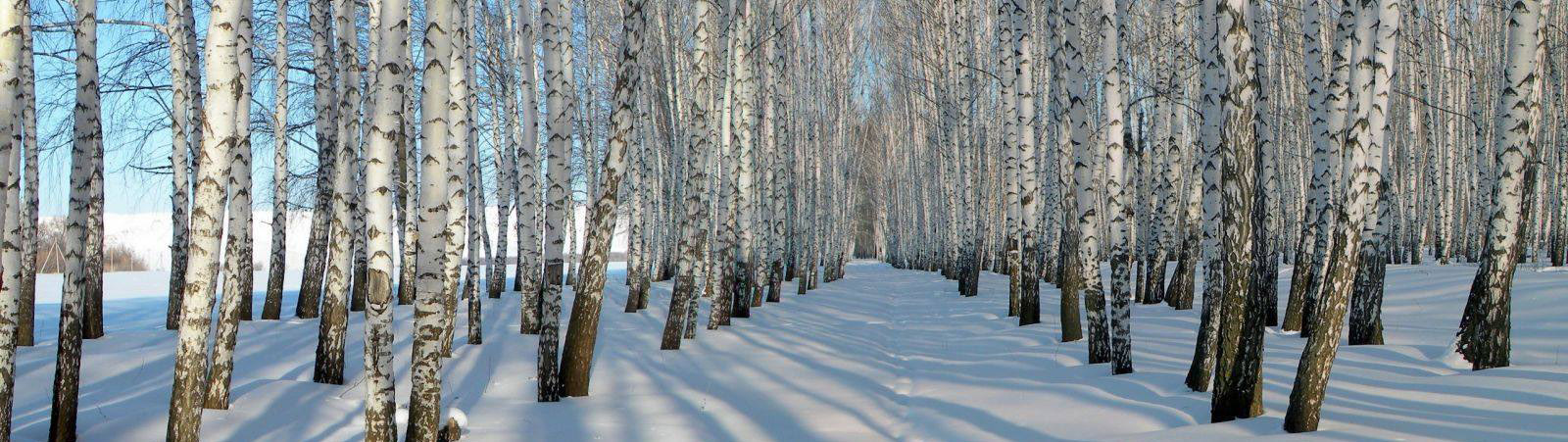 Russian for Beginners: A Comprehensive Guide to Mastering the Russian ...